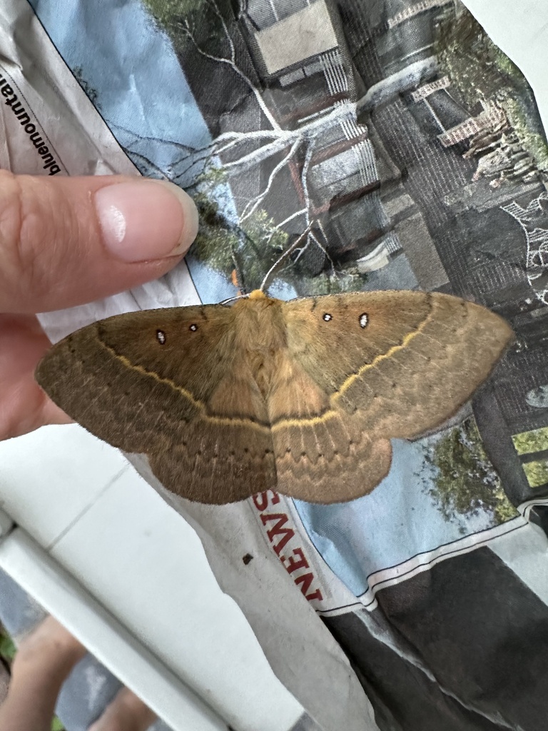 Urticating Anthelid from Bee Farm Rd, Springwood, NSW, AU on February ...