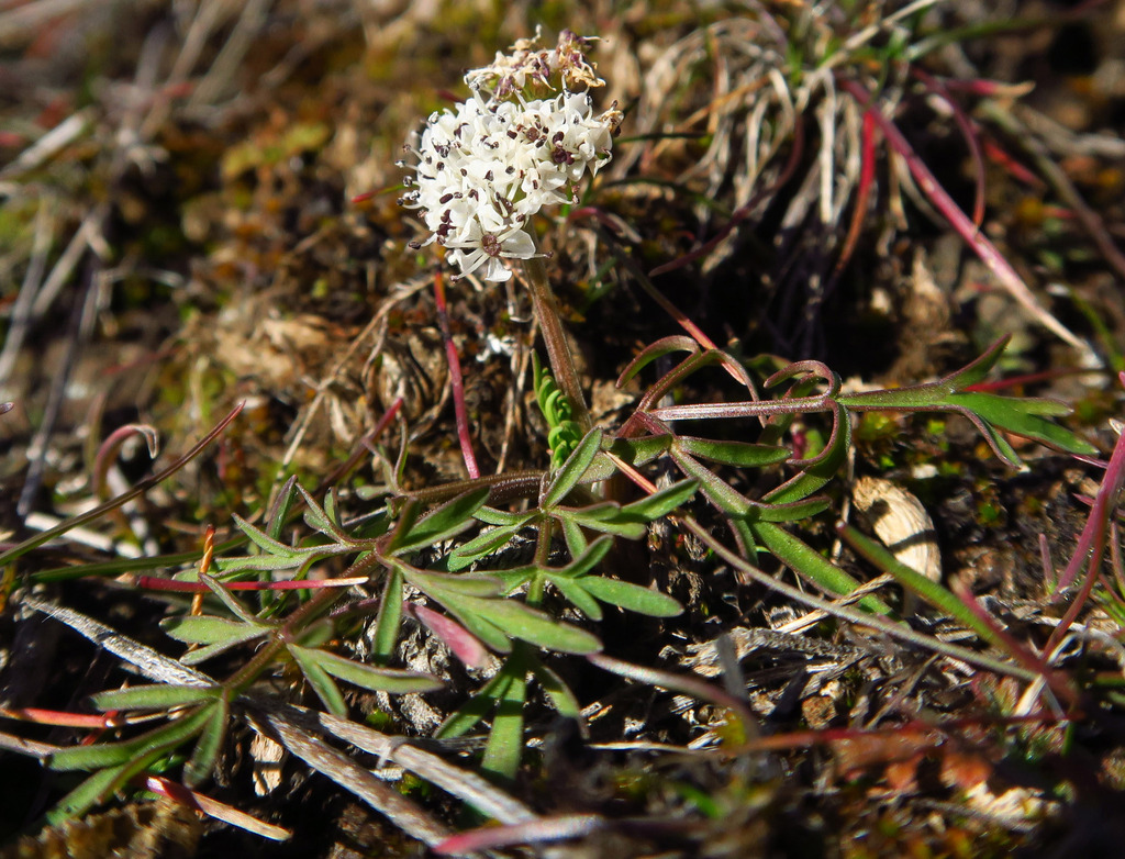 Gorman's Biscuitroot from Columbia Hills State Park, Klickitat County ...
