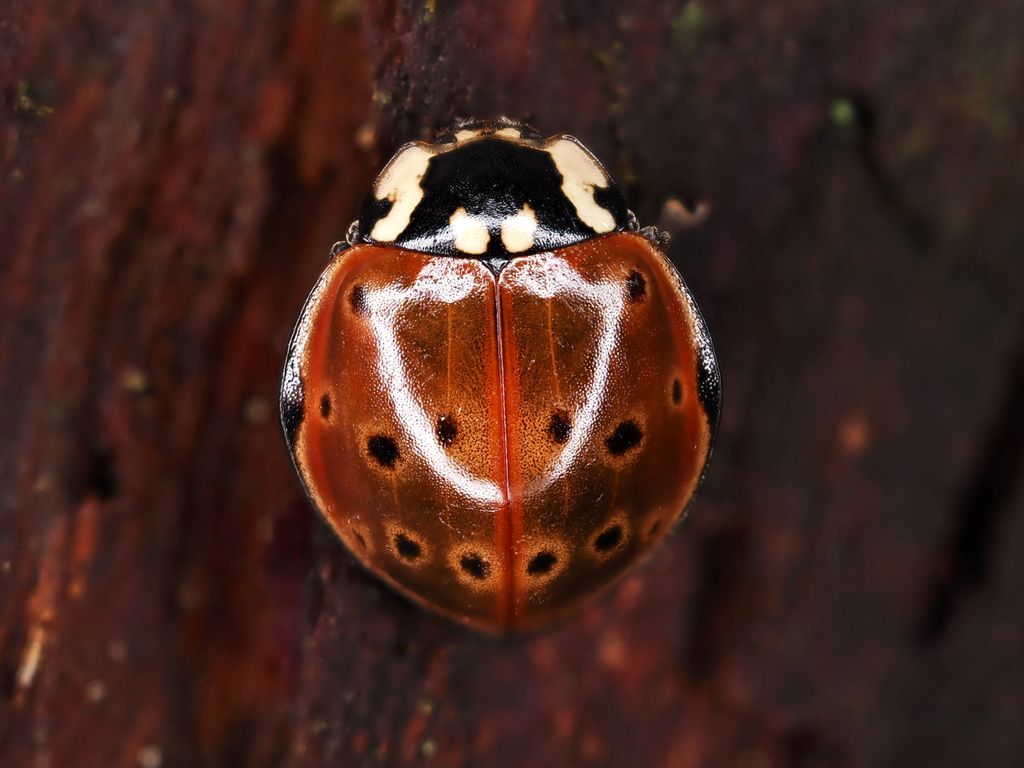 Flying Saucer Lady Beetle from Forest Park, Portland, OR, USA on ...