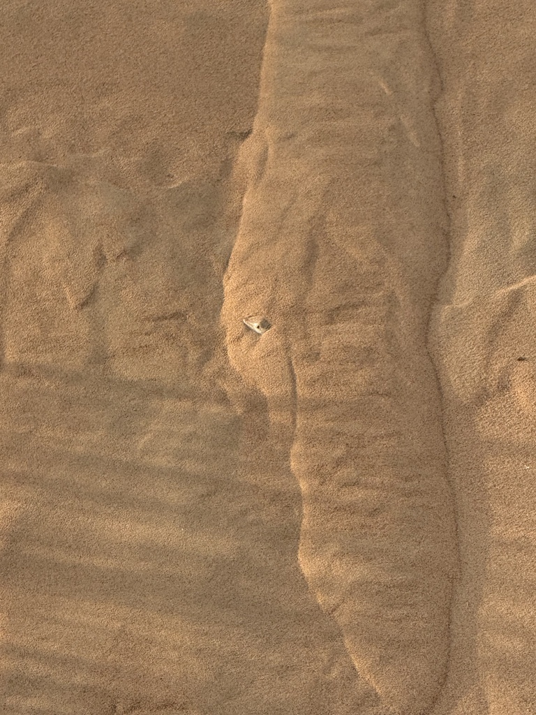 Eastern Skink from الخاتم, الختم, Абу-Даби, AE on February 20, 2025 at ...