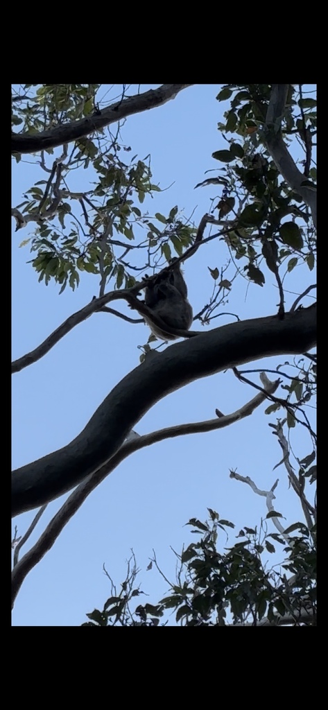 Koala from Cape Byron State Conservation Area, Byron Bay, NSW, AU on ...