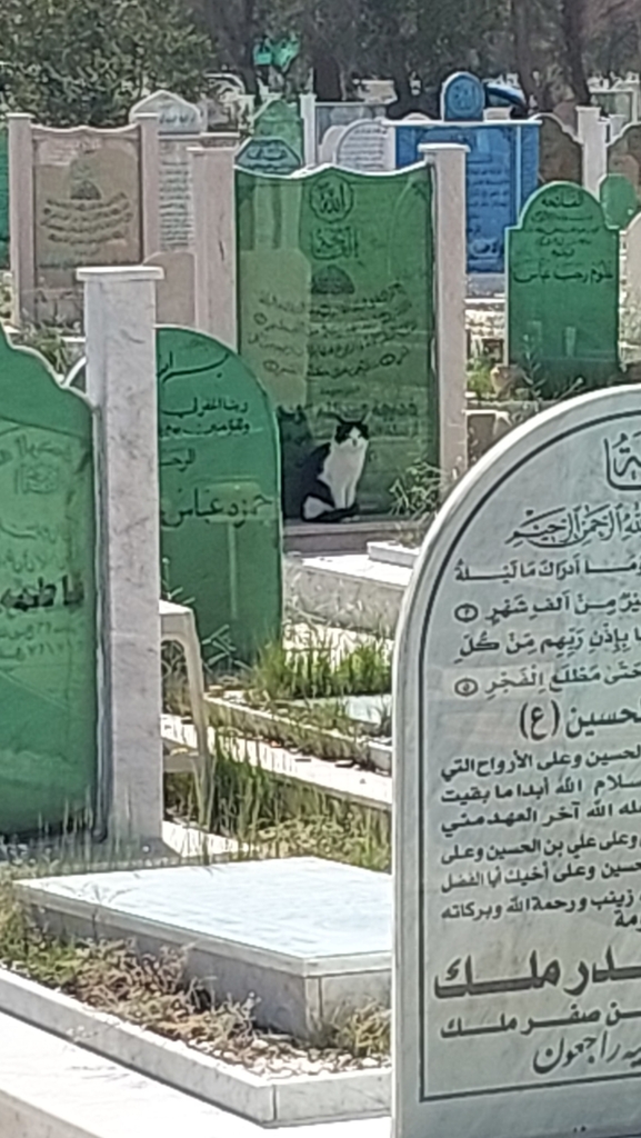 Domestic Cat from South Doha, Kuwait on February 21, 2025 at 10:46 AM ...