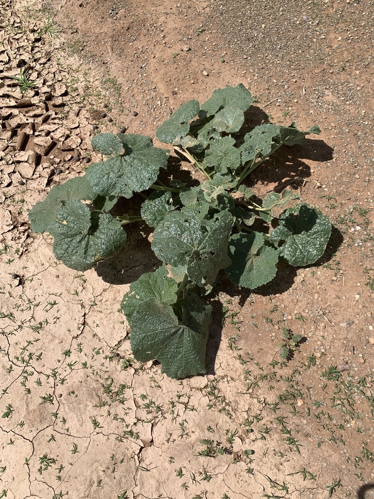 Wild Pumpkin from Gibeon, NA-HA, NA on February 15, 2025 at 03:15 PM by ...