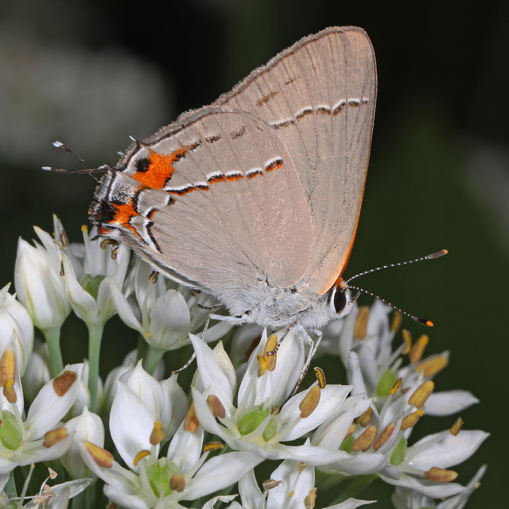 Gray Hairstreak (Insects of the Fort Worth Botanic Garden) · iNaturalist