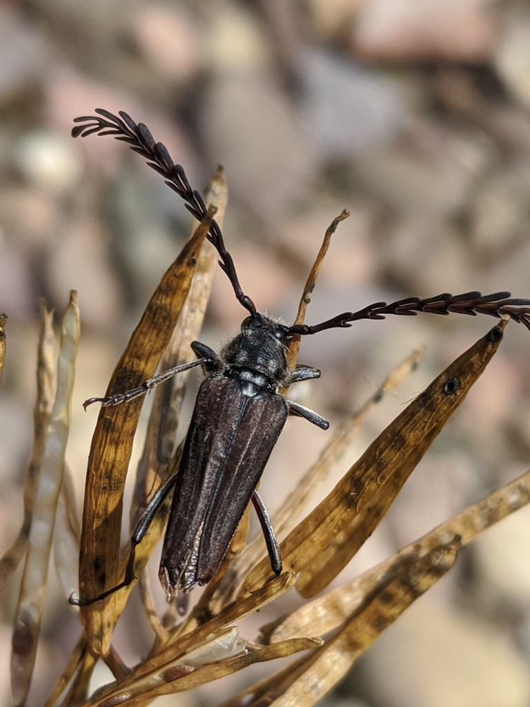 Distichocera fuliginosa from Loongana TAS 7315, Australia on February ...