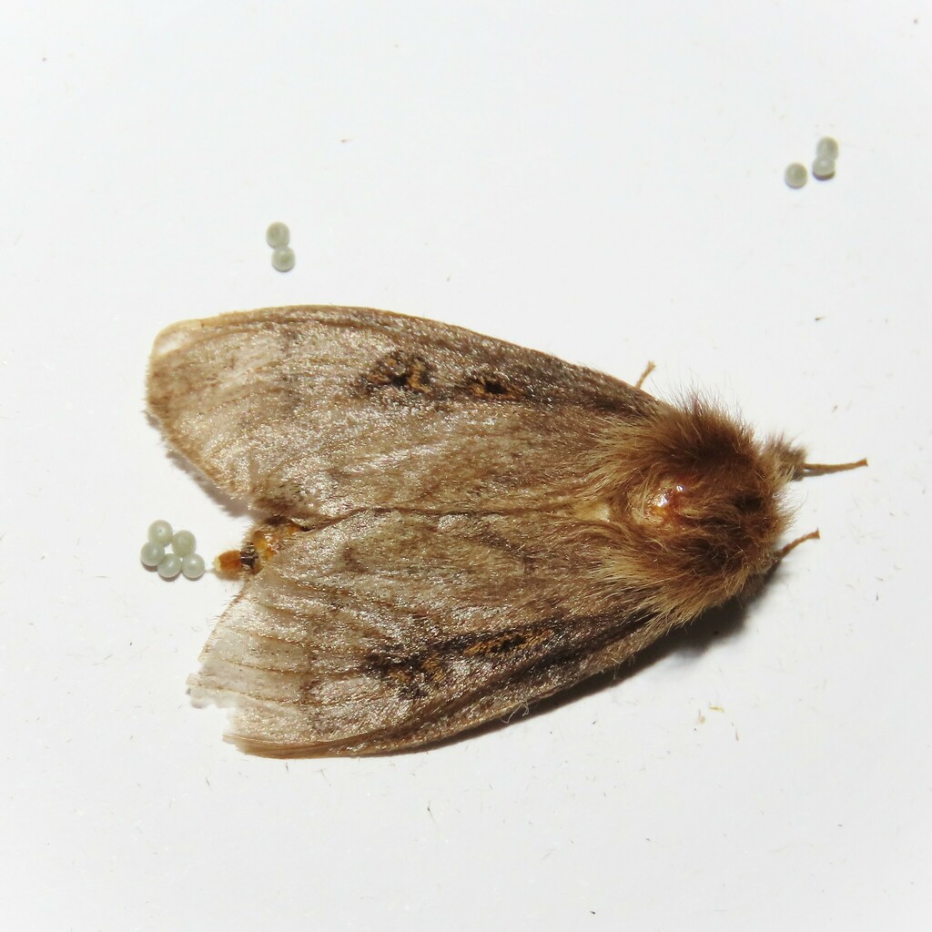 White Cedar Moth from Wallaga Lake NSW 2546, Australia on October 21 ...