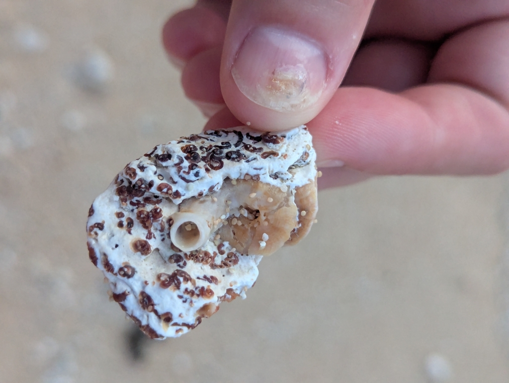 Worm Snails from Waya island Waya Island, Fiji on February 20, 2025 at ...