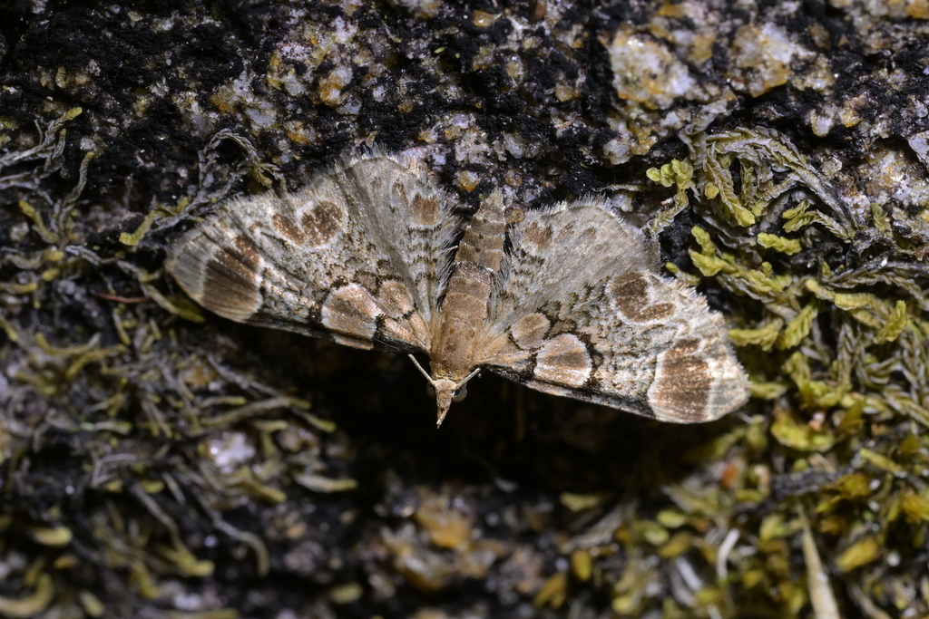 Mottled Forest Pug from Stewart Island / Rakiura 9818, New Zealand on ...
