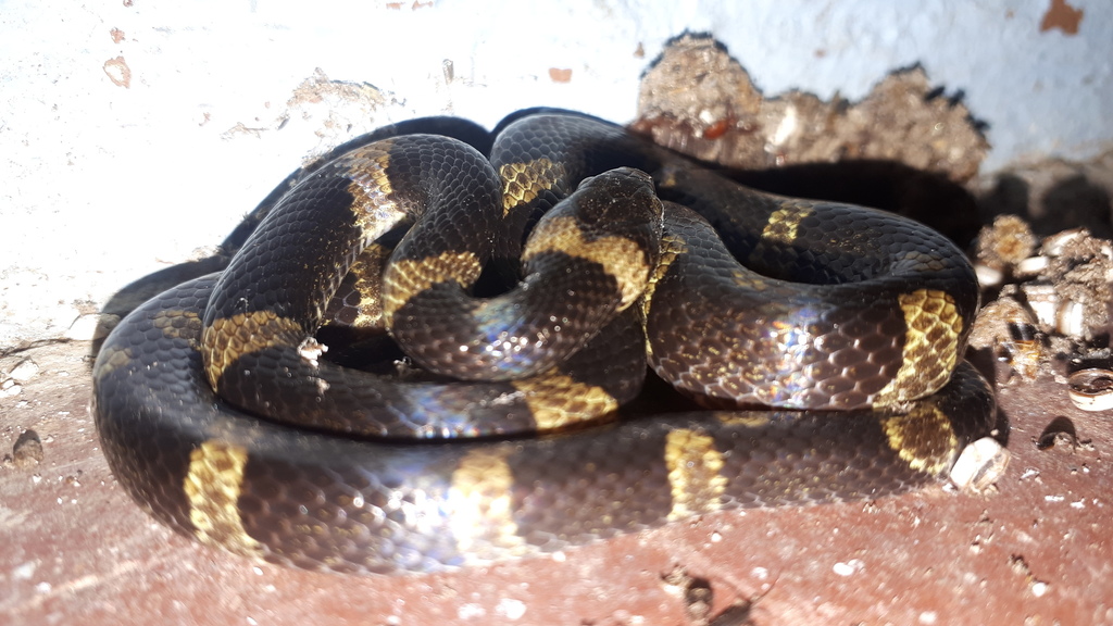 Black-banded Cat-eyed Snake from Provincia de Guanacaste, Costa Rica on ...