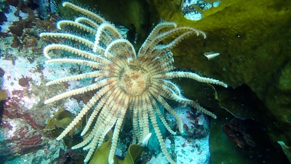 Antarctic Sun starfish from Antarctica on February 17, 2025 at 11:49 AM ...