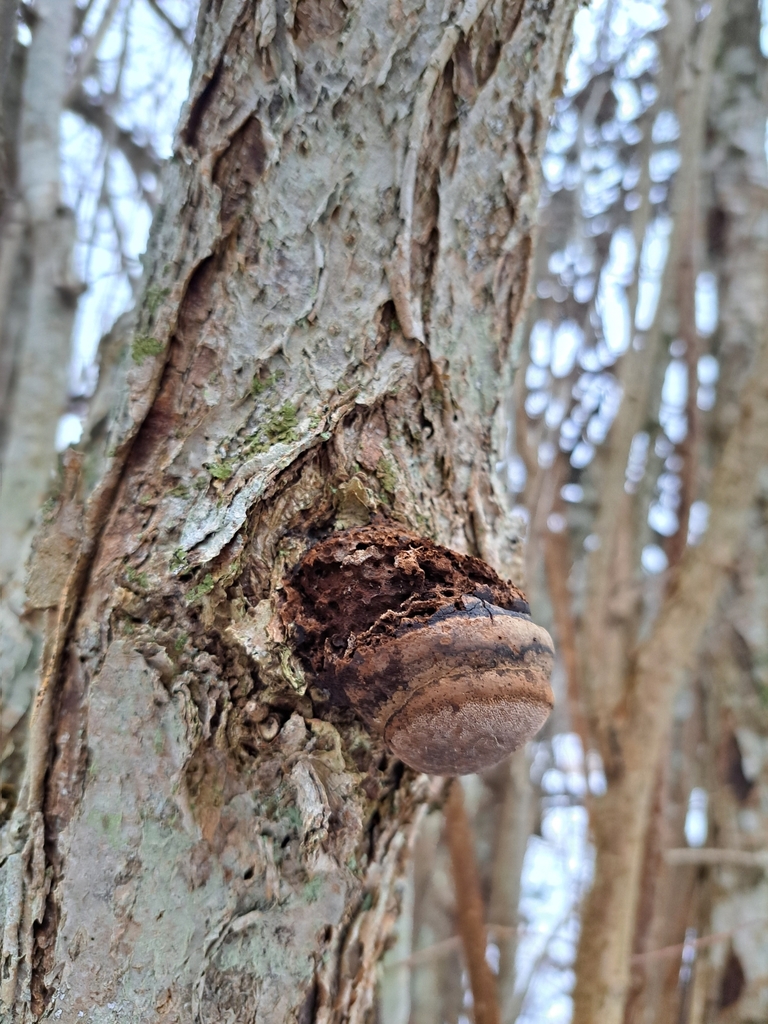 Phellinus alni from 21600 Parainen, Suomi on February 21, 2025 at 03:04 ...