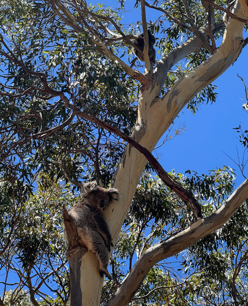 Koala from McBeath Dr, Horsnell Gully, SA, AU on February 21, 2025 at ...