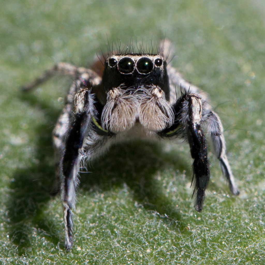 Hirsute Paradise Spider from Fish Slough, Mono County, CA, USA on July ...