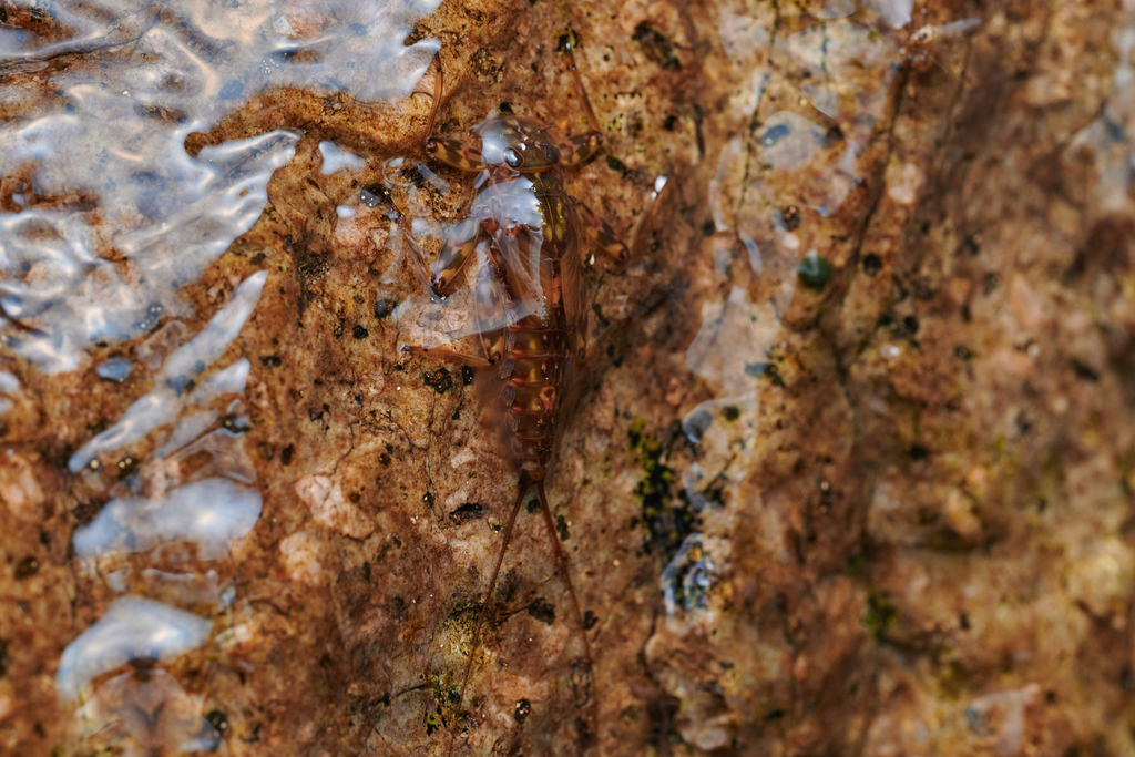 Epeorus from 中国天目山风景区 on April 29, 2024 at 09:21 PM by Li Jianbo ...