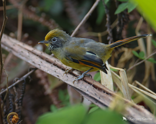 Subspecies Actinodura strigula malayana · iNaturalist
