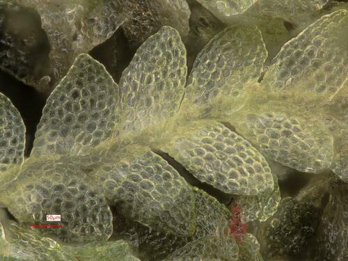 Lejeunea laetevirens · iNaturalist