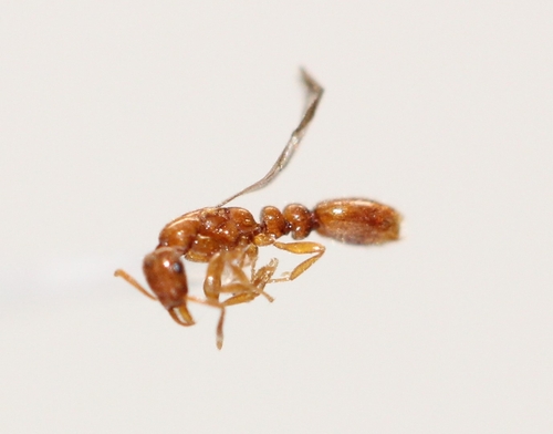 Protanilla lini · iNaturalist Mexico