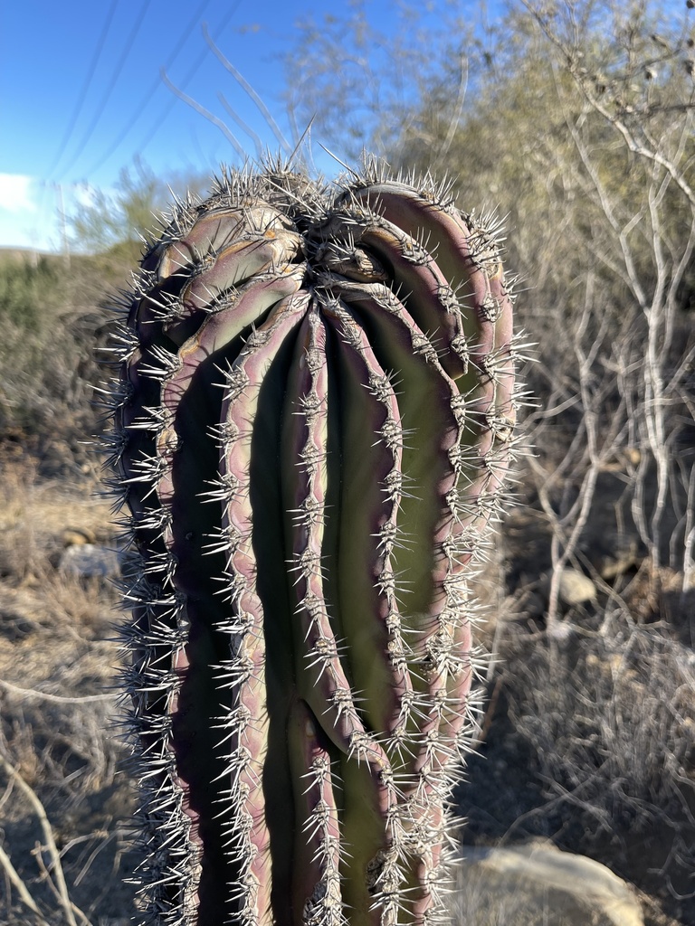 Mexican Giant Cactus from Carretera San Pedro - Cabo San Lucas, La Paz ...