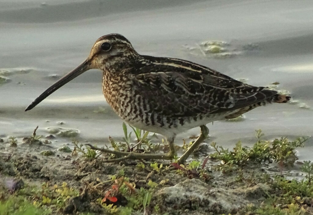 Wilson's Snipe from Hogeye Walking Path, The Villages, Wildwood, FL ...