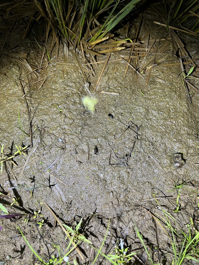 Oodes japonicus in September 2024 by eobroscus · iNaturalist