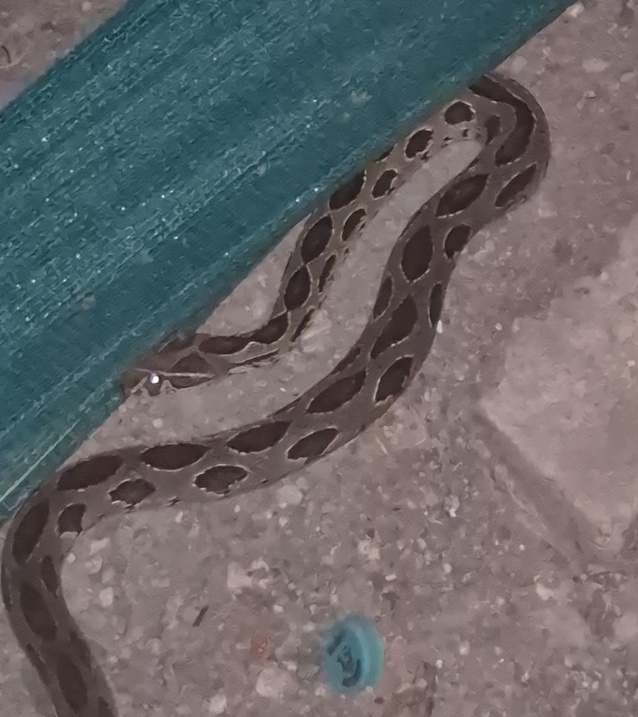 Russell's Viper from Irene Towers, Aloma County, B 1204, Aundh, Pune ...