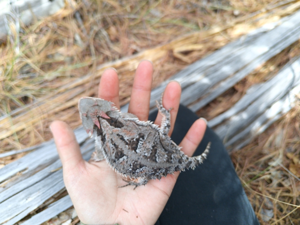 Mountain Horned Lizard from San Bernardino de Milpillas Chico, Cebollas ...