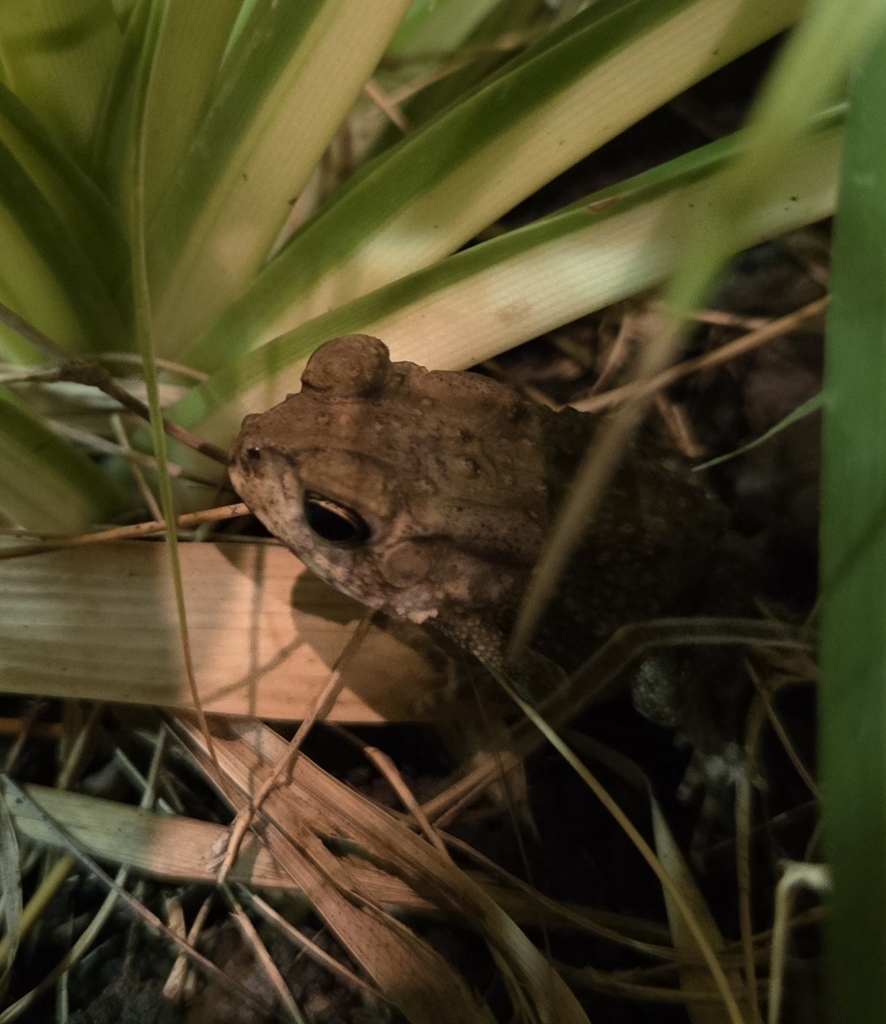 Asian Common Toad from Bang O, Bang Phlat, Bangkok 10700, Thailand on ...