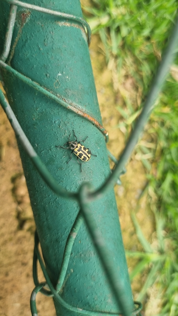 Spotted Maize Beetle from Mopani, ZA-NP, ZA on February 21, 2025 at 01: ...