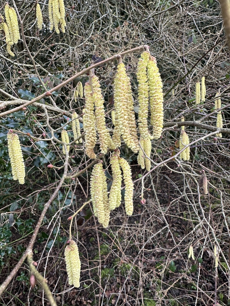 common hazel from Shenfield, Brentwood, England, GB on February 21 ...