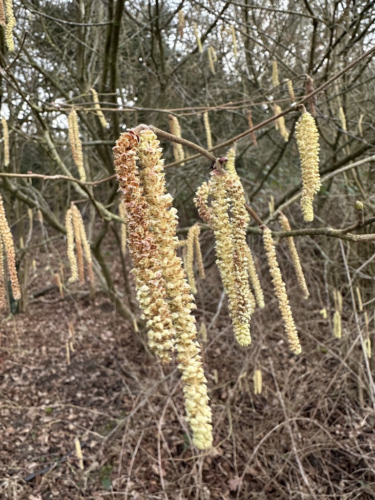 common hazel from Merrymeads Country Park, Brentwood, England, GB on ...