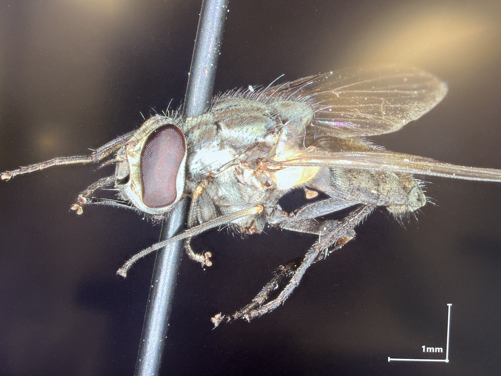 Stable Fly from Bear Pen Park, Cleveland, MS, US on June 7, 2022 at 11: ...
