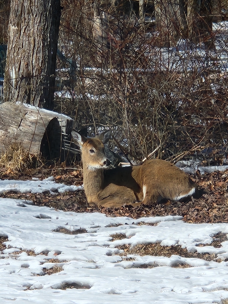 White-tailed Deer from Mountainhome, PA, USA on February 21, 2025 at 01 ...