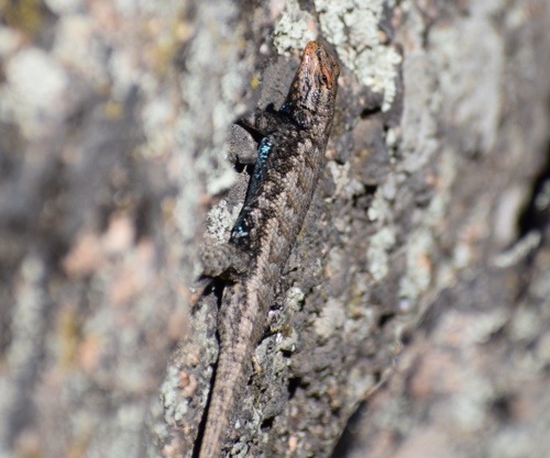 Prairie Lizard (Sceloporus consobrinus) - Snakes and Lizards
