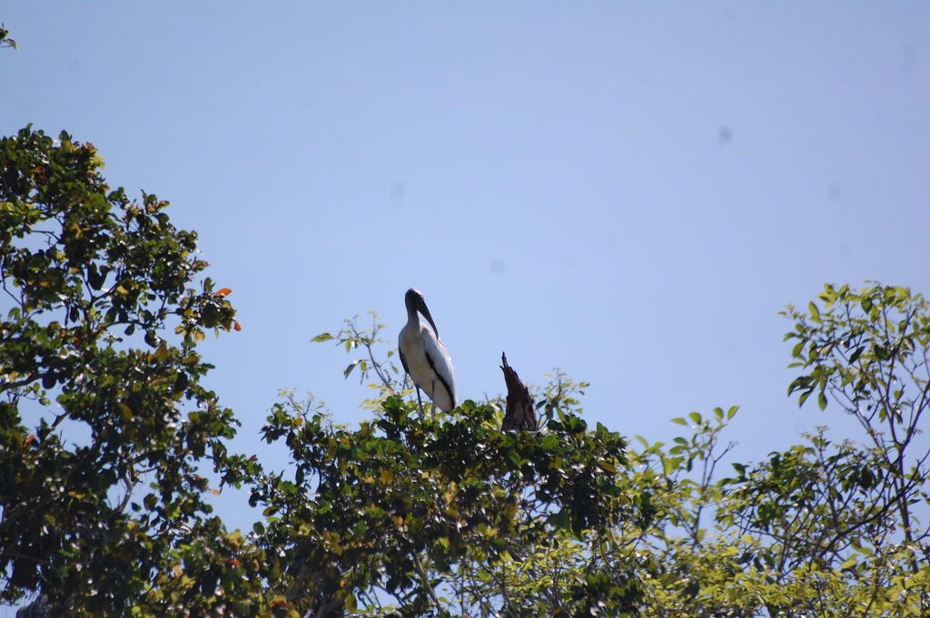 Wood Stork from San Felipe, Belize on August 29, 2016 at 09:24 AM by ...