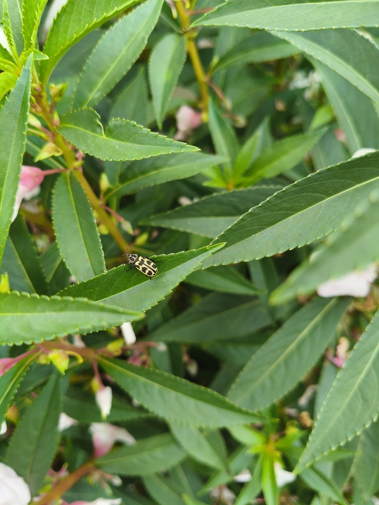 Spotted Maize Beetle from Lotusville, iNtabazwe, 9880, Sudafrica on ...