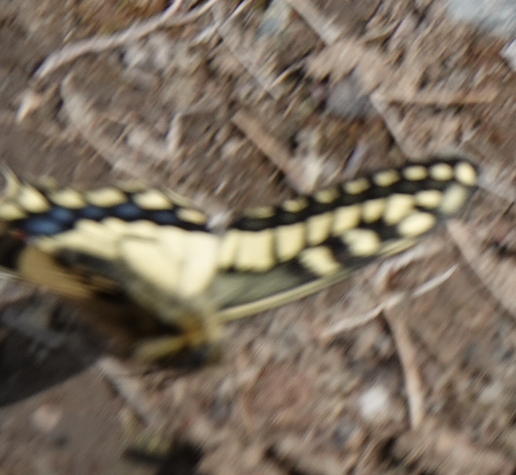 Old World Swallowtail from Copper River Census Area, AK, USA on July 12 ...