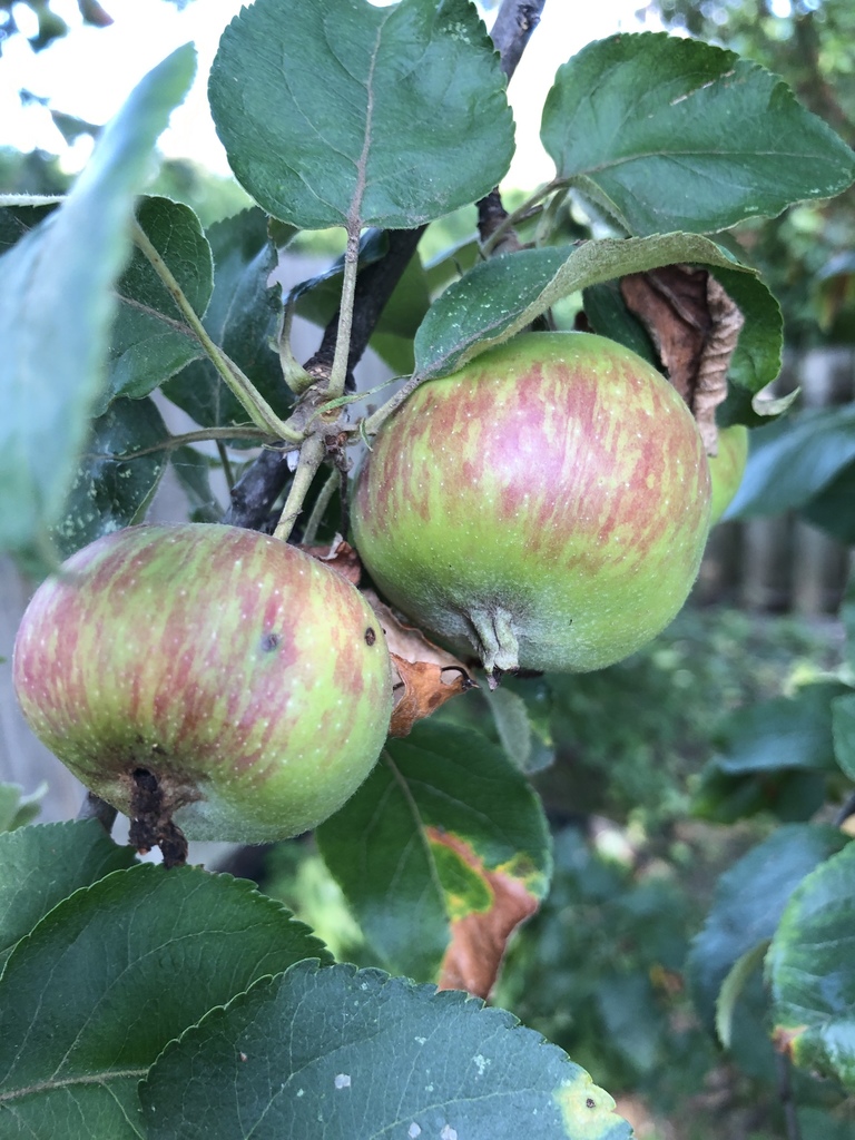 apple in August 2019 by rfrazao · iNaturalist