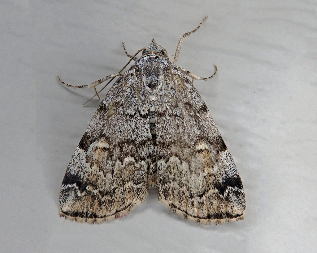 American Idia Moth from Salem, NH 03079, USA on November 7, 2024 at 05: ...