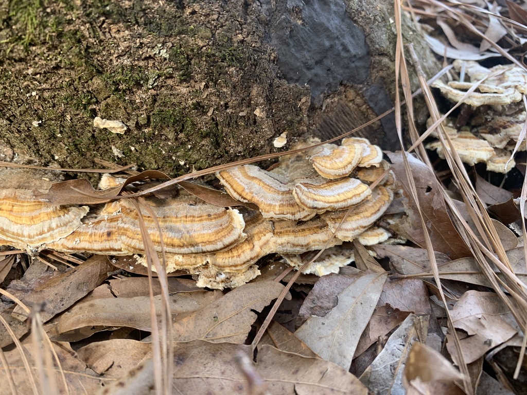shelf fungi from Alexander Park, Lawrenceville, GA, US on February 21 ...