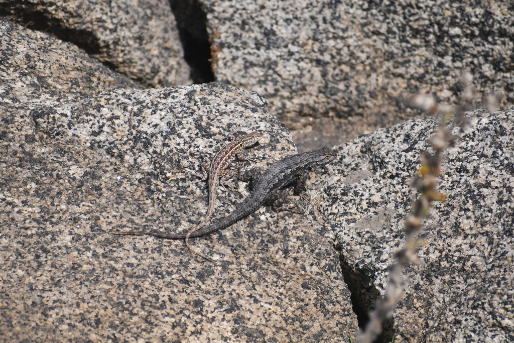 Common Side-blotched Lizard from Canyon Crest, Riverside, CA, USA on ...