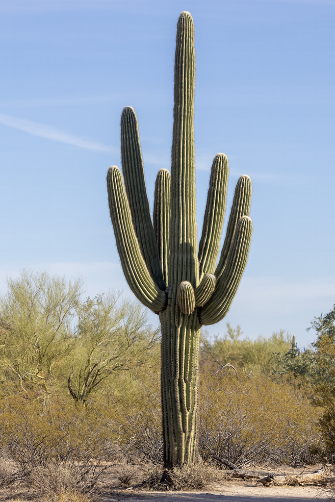 saguaro from Arthur Pack Regional Park, 9101 N Thornydale Rd, Tucson ...