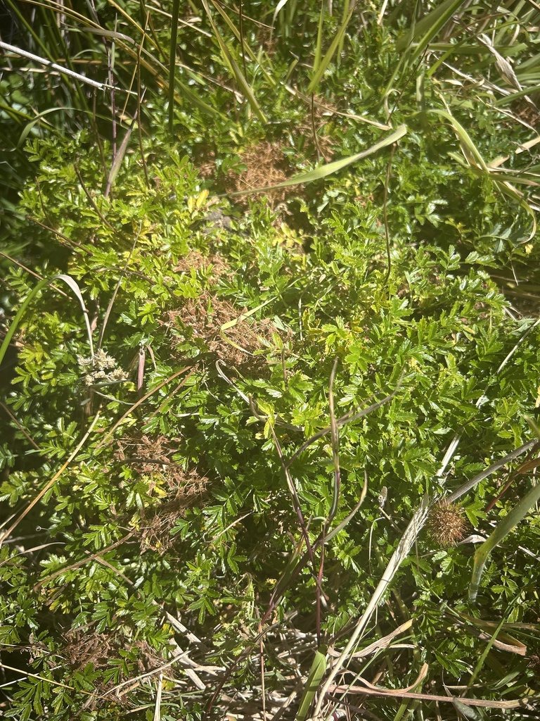 Biddy-biddy from South Island / Te Waipounamu, Lyttelton, Canterbury ...