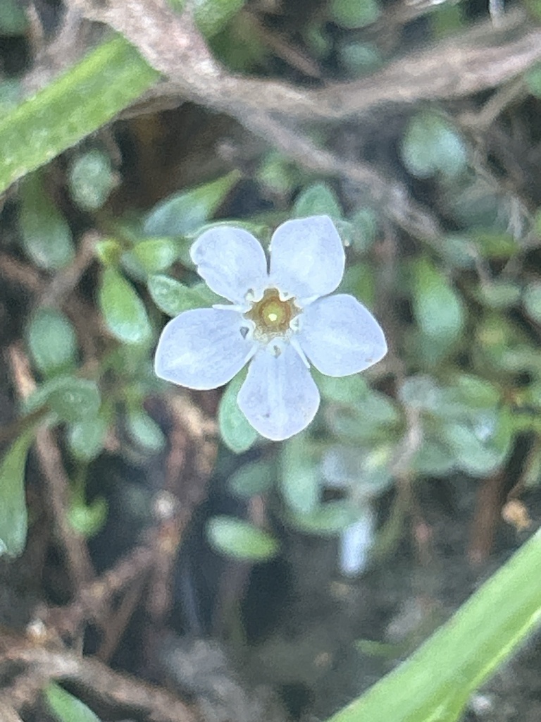 Sea Primrose from South Island / Te Waipounamu, Lyttelton, Canterbury ...