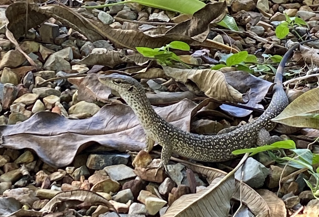 Banded/Spotted Tree Monitor Complex in February 2025 by tropicalaussie ...