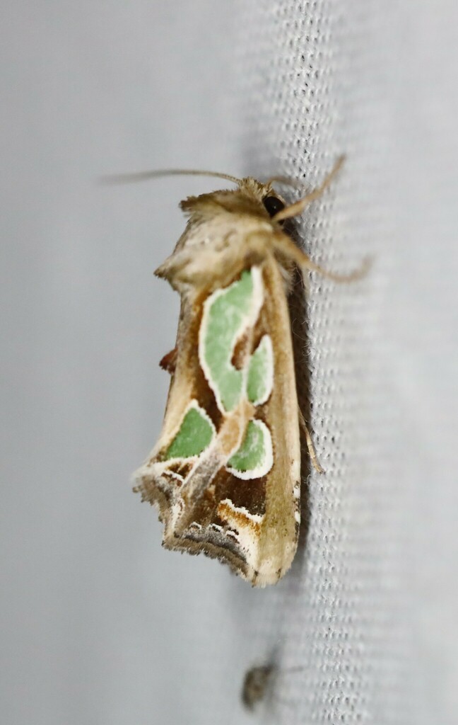 Green-blotched Moth from Tenterfield NSW 2372, Australia on February 18 ...