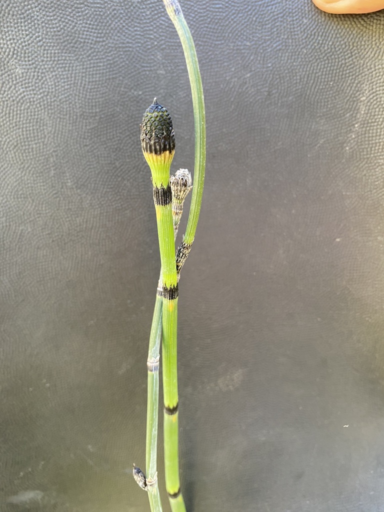 Caña carricillo desde Monterrey, N.L., México el 03 de febrero de 2025 ...