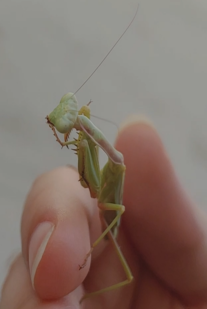 Mediterranean Mantis from Palm Desert, CA, USA on October 07, 2024 at ...