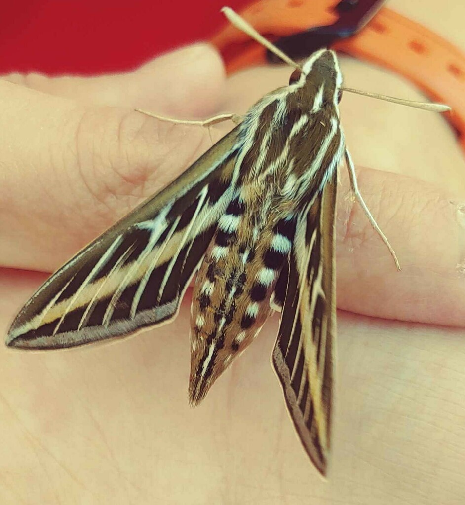 White-lined Sphinx from Palm Desert, CA, USA on February 27, 2024 at 09 ...