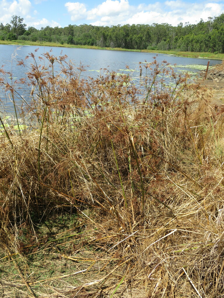 Giant Sedge from Beaudesert QLD 4285, Australia on February 22, 2025 at ...