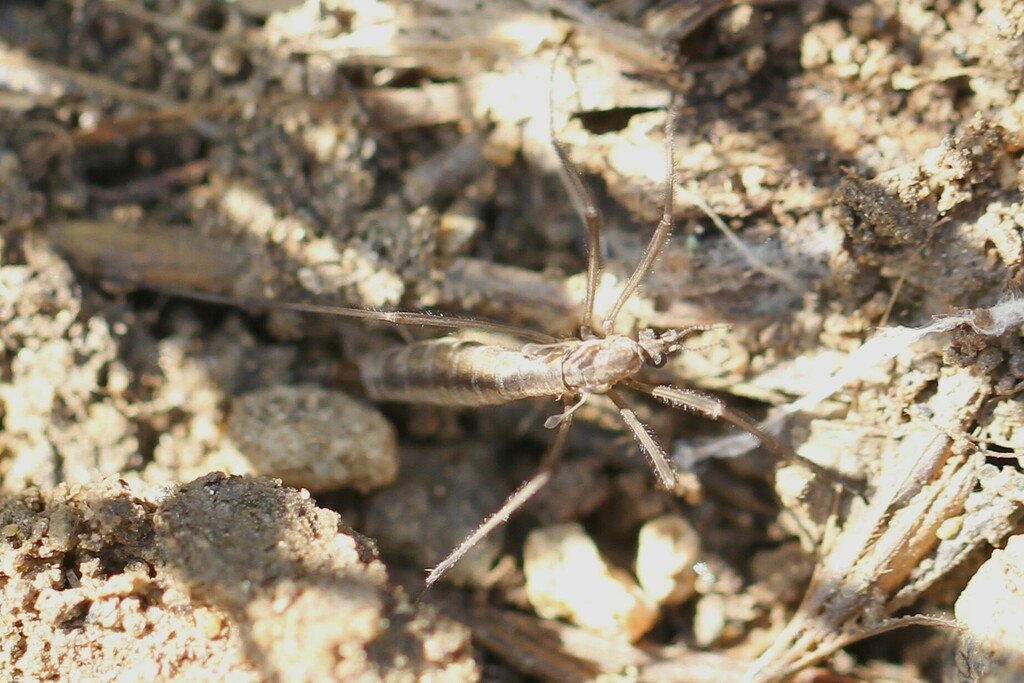 Range Crane Fly from Tulare County, CA, USA on February 21, 2025 at 01: ...